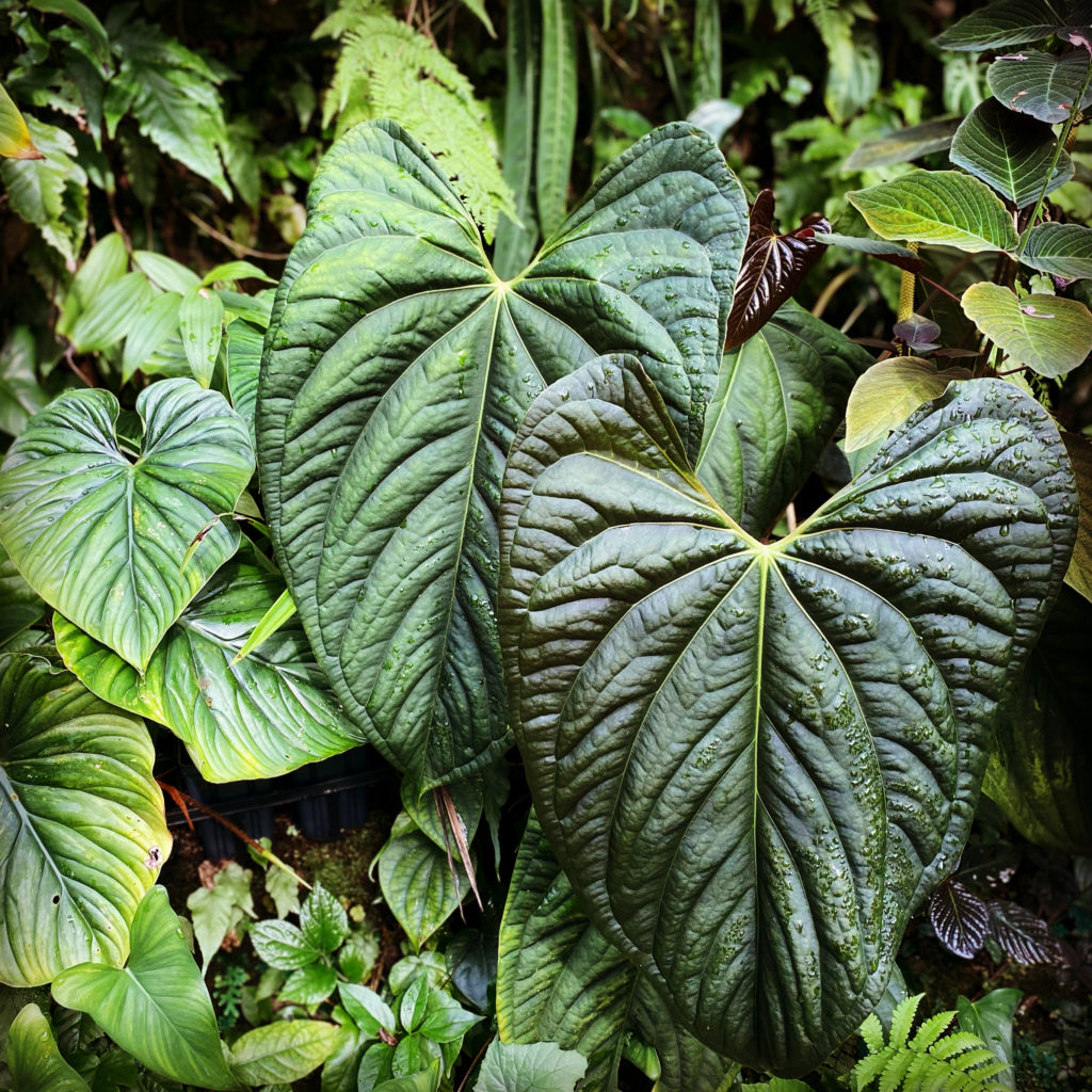 Anthurium Archives - NSE Tropicals