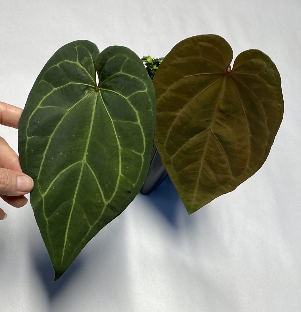 Anthurium Ace of spades - NSE Tropicals