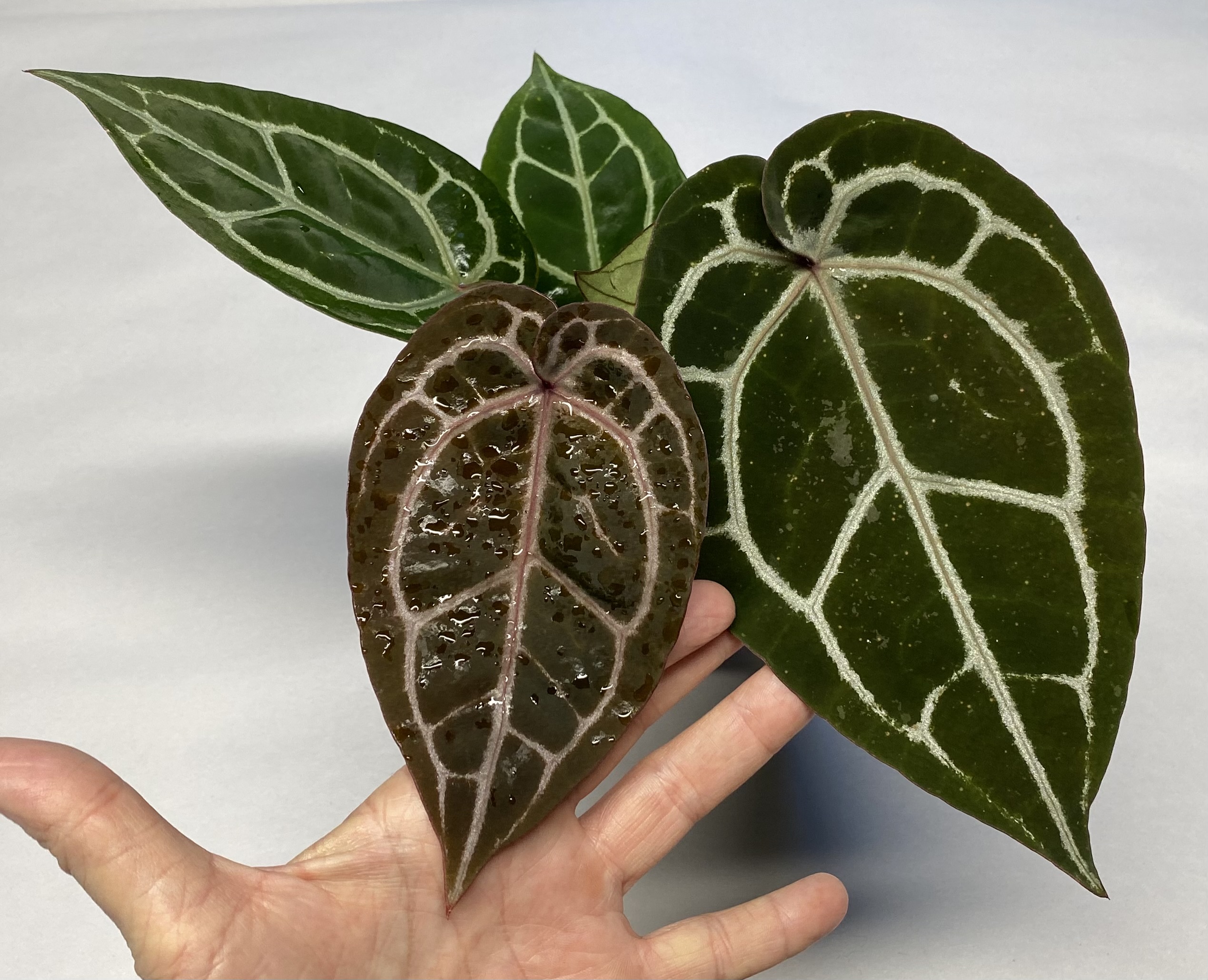Anthurium NSE red crystallinum seedling - NSE Tropicals
