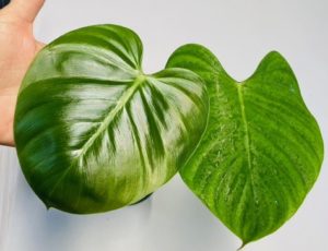 Philodendron lynamii - NSE Tropicals