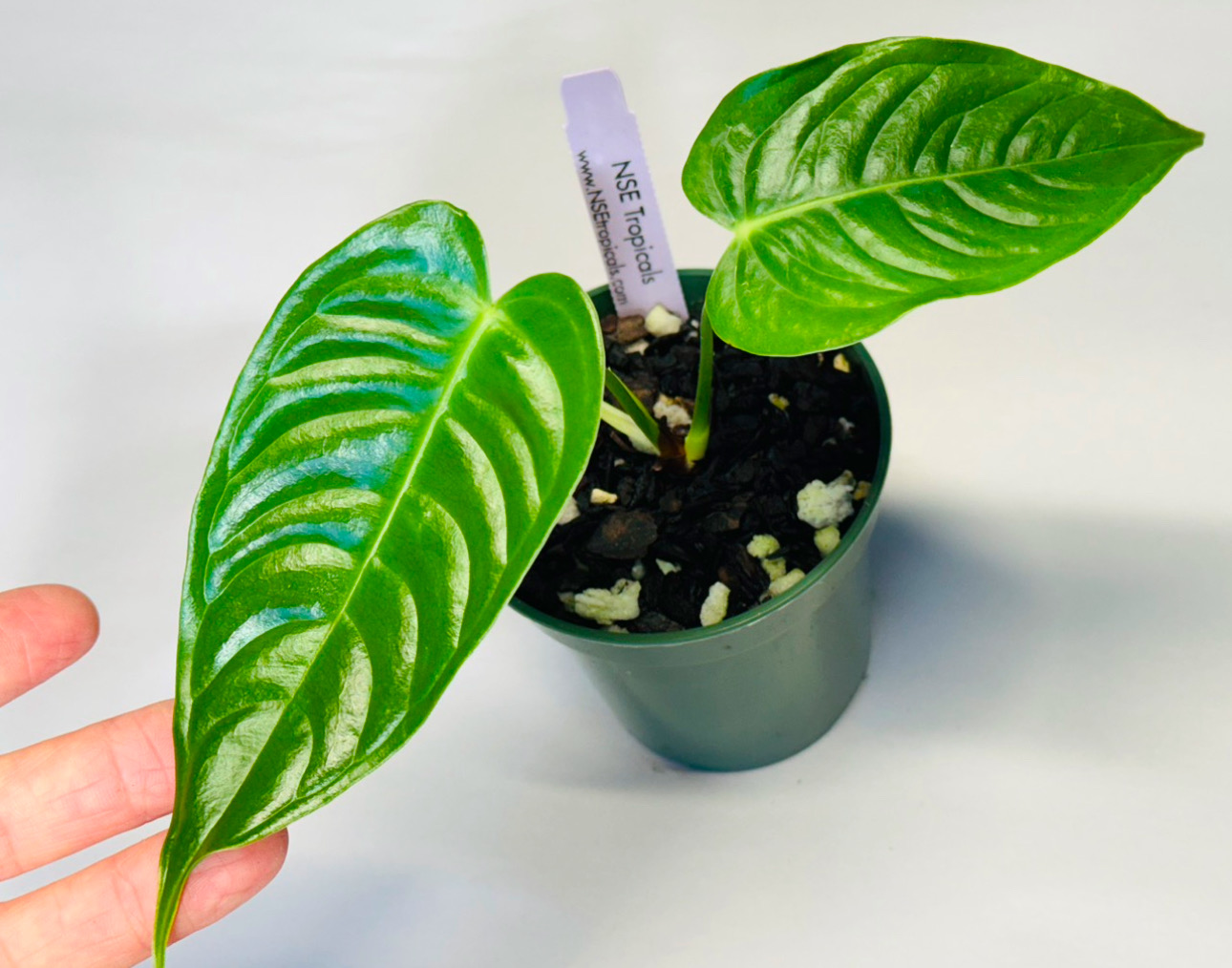 Small Anthurium veitchii - Narrow form - NSE Tropicals