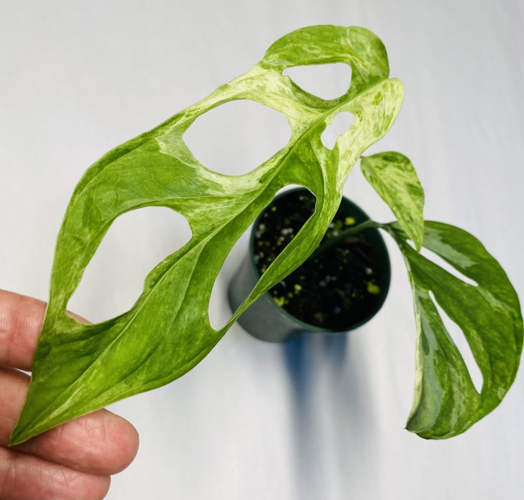 Monstera adansonii Indo mint variegated - NSE Tropicals