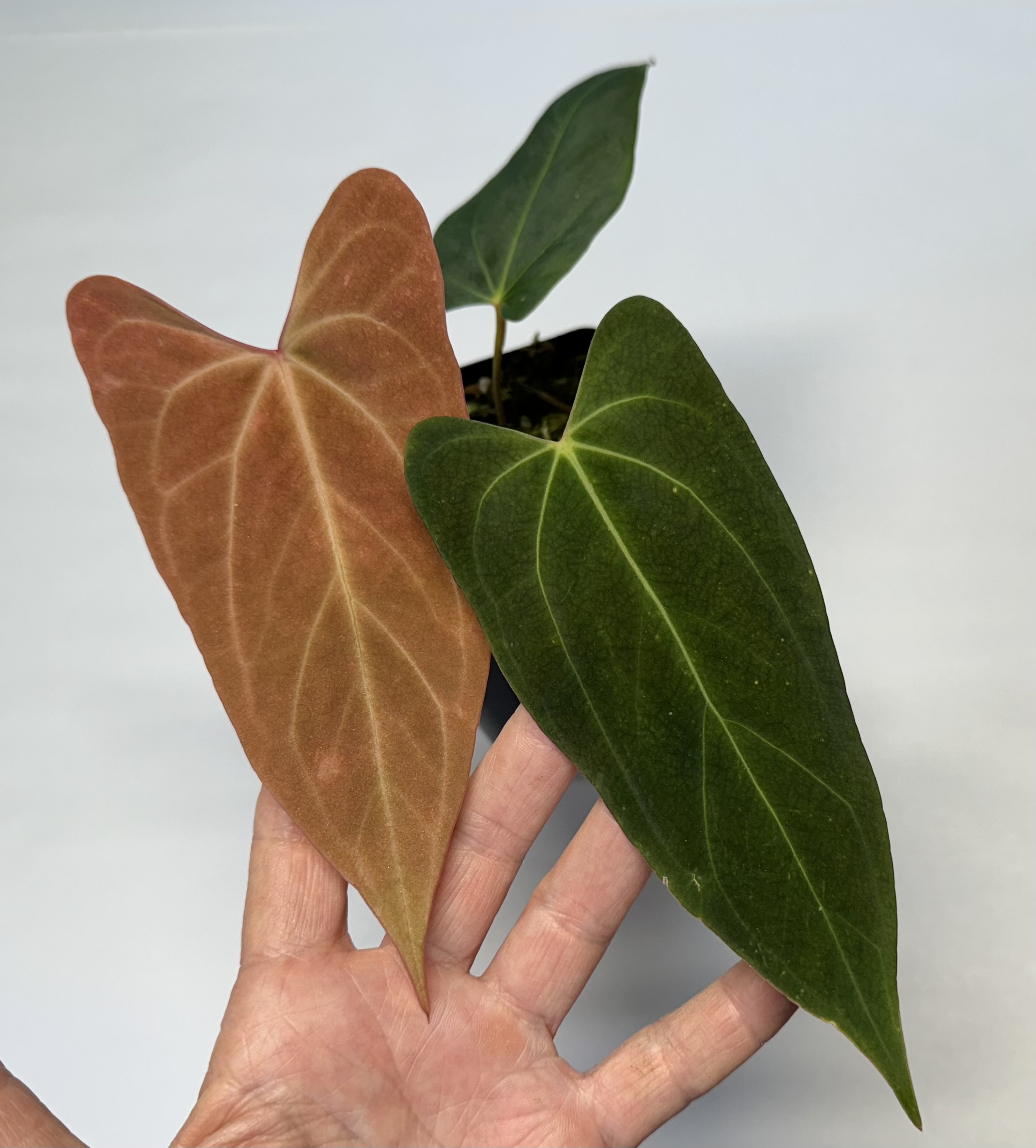 Anthurium sp NSE portillae - NSE Tropicals