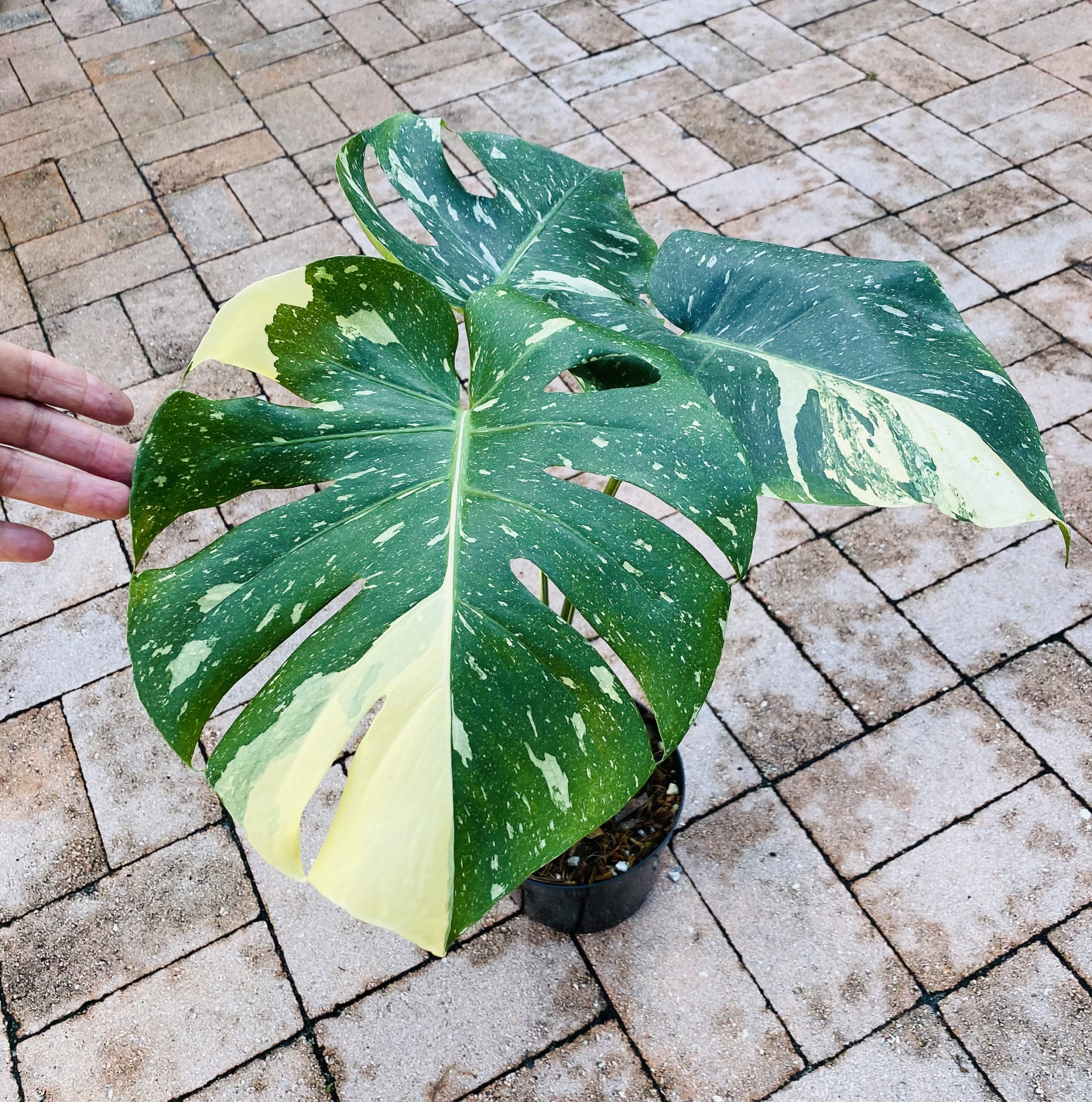 Monstera Thai Constellation - NSE Tropicals