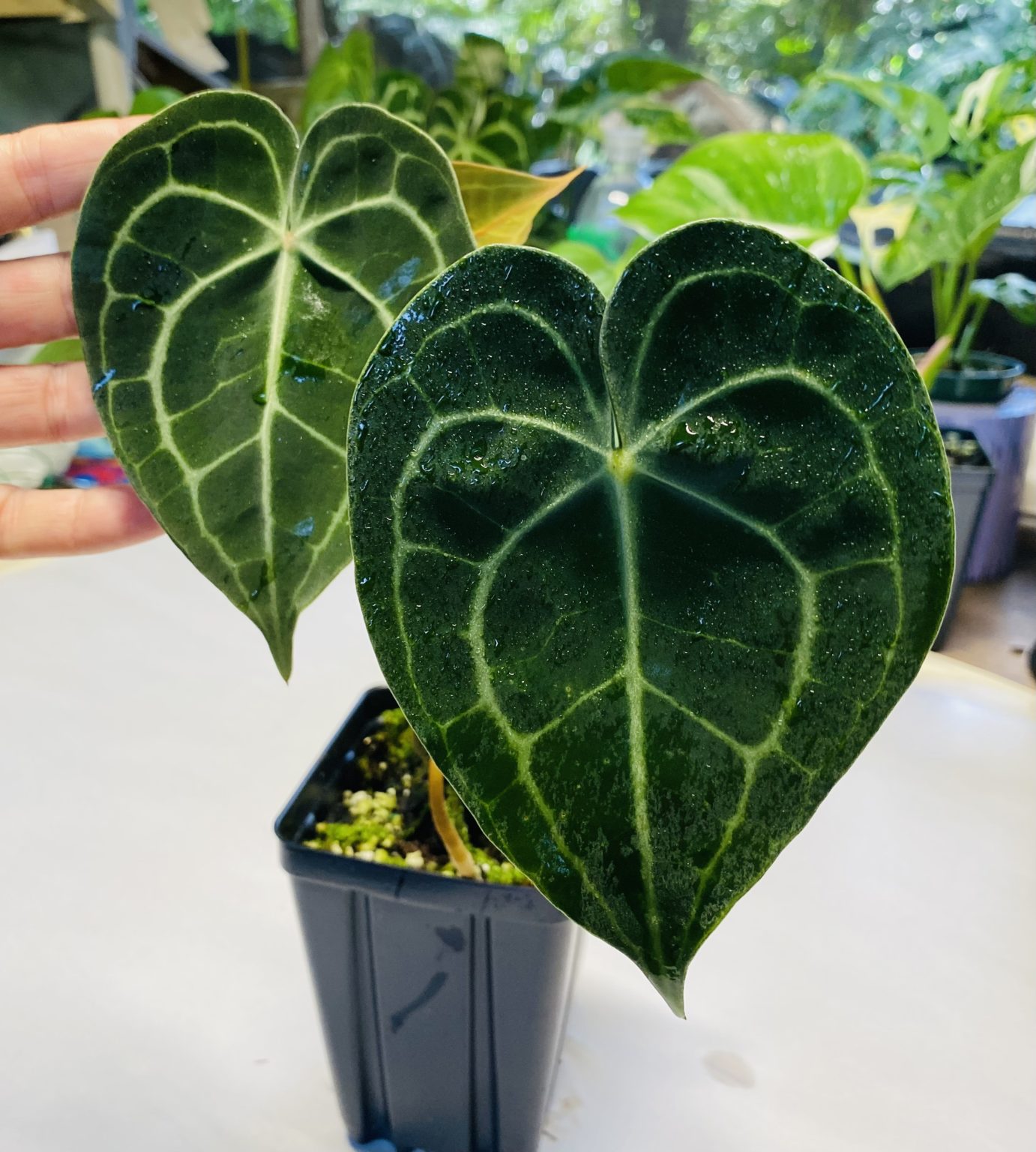 Anthurium clarinervium - NSE Tropicals
