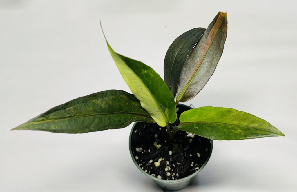 Pink Variegated Anthurium birdsnest hybrid - NSE Tropicals