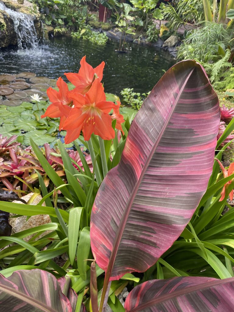Hot pink Musa 'Nono' variegated banana - NSE Tropicals