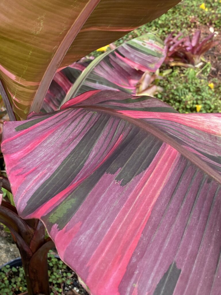 Hot pink Musa 'Nono' variegated banana - NSE Tropicals
