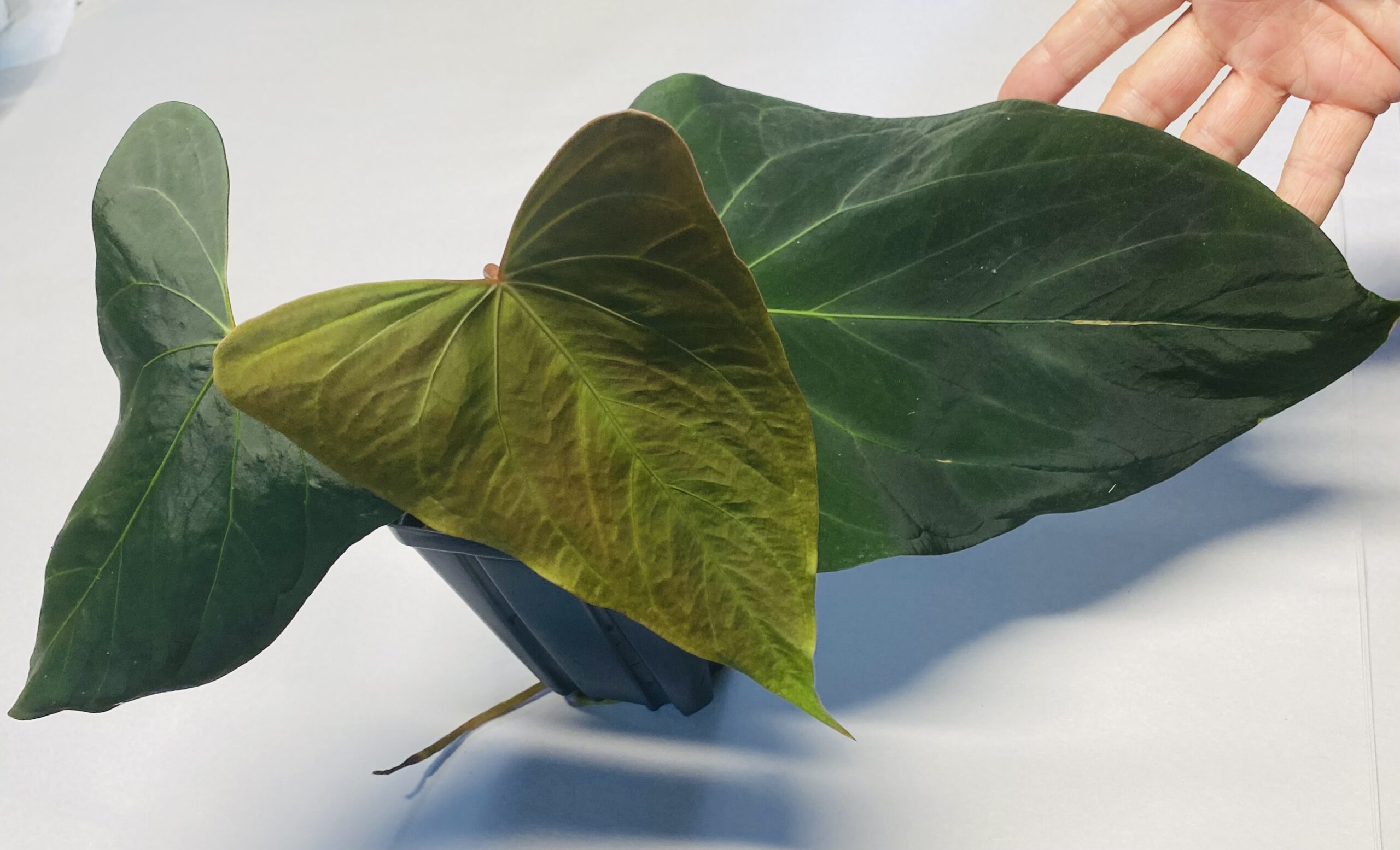 sm Anthurium sp NSE portillae - NSE Tropicals