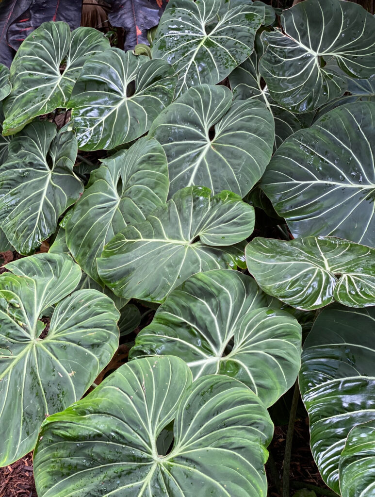 Philodendron gloriosum small size - NSE Tropicals