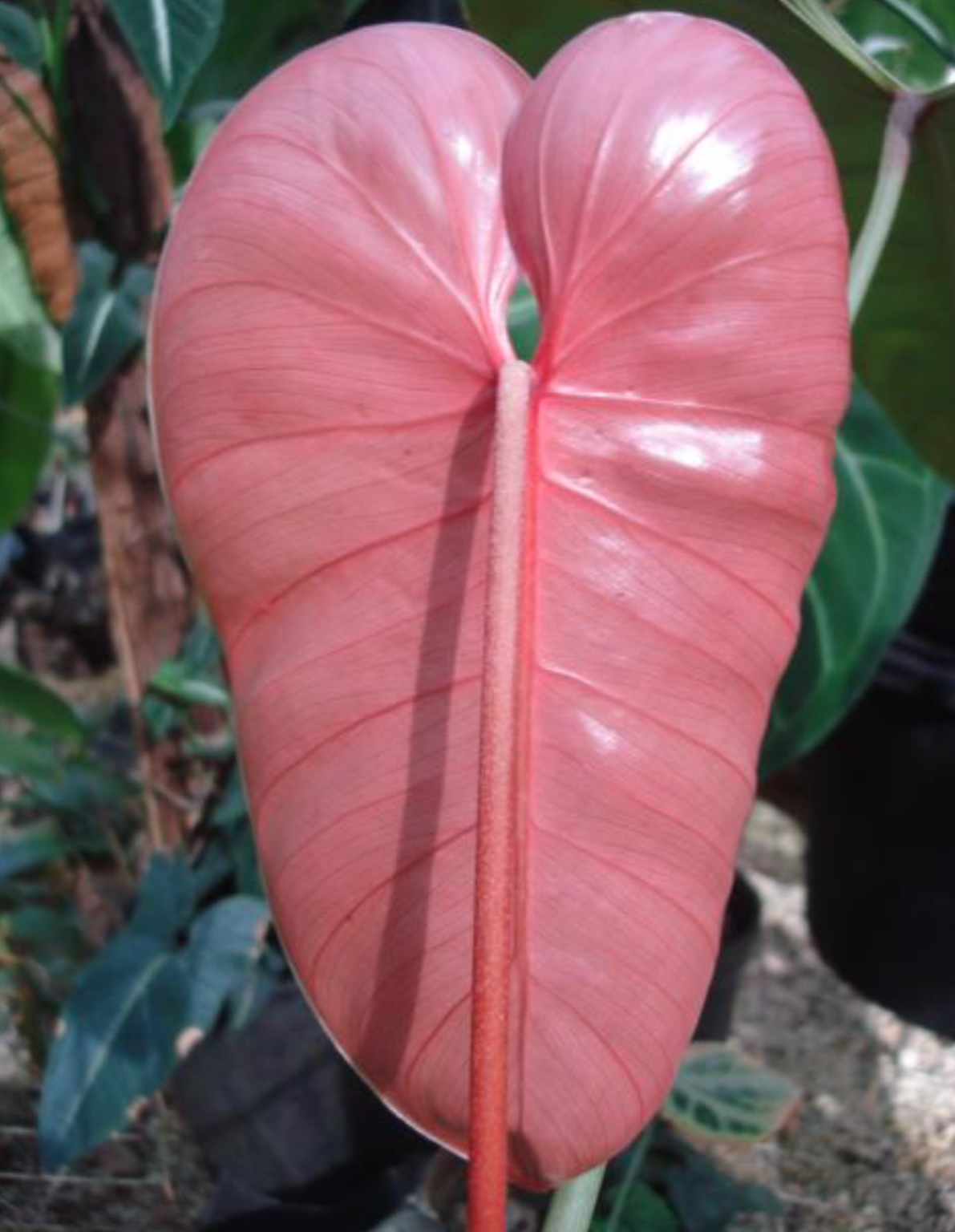 Philodendron lynamii - NSE Tropicals