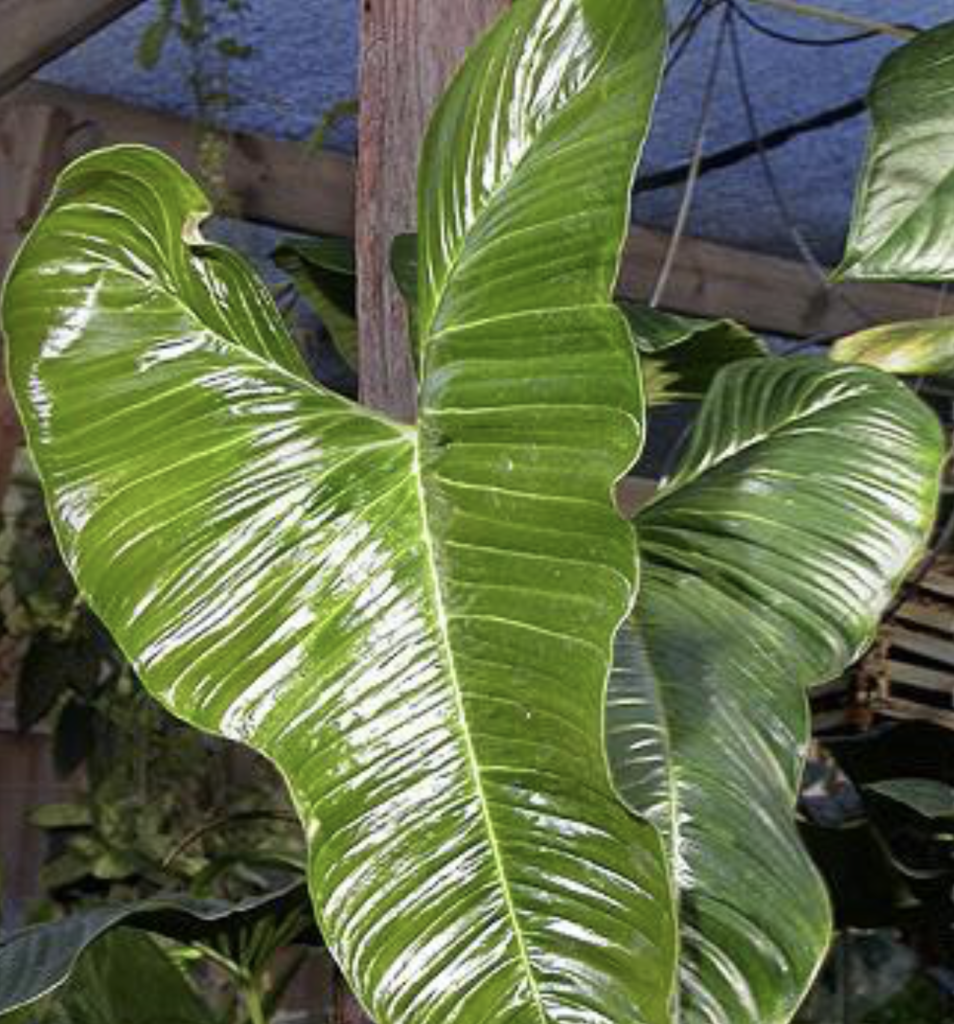 Philodendron cf lupinum - NSE Tropicals