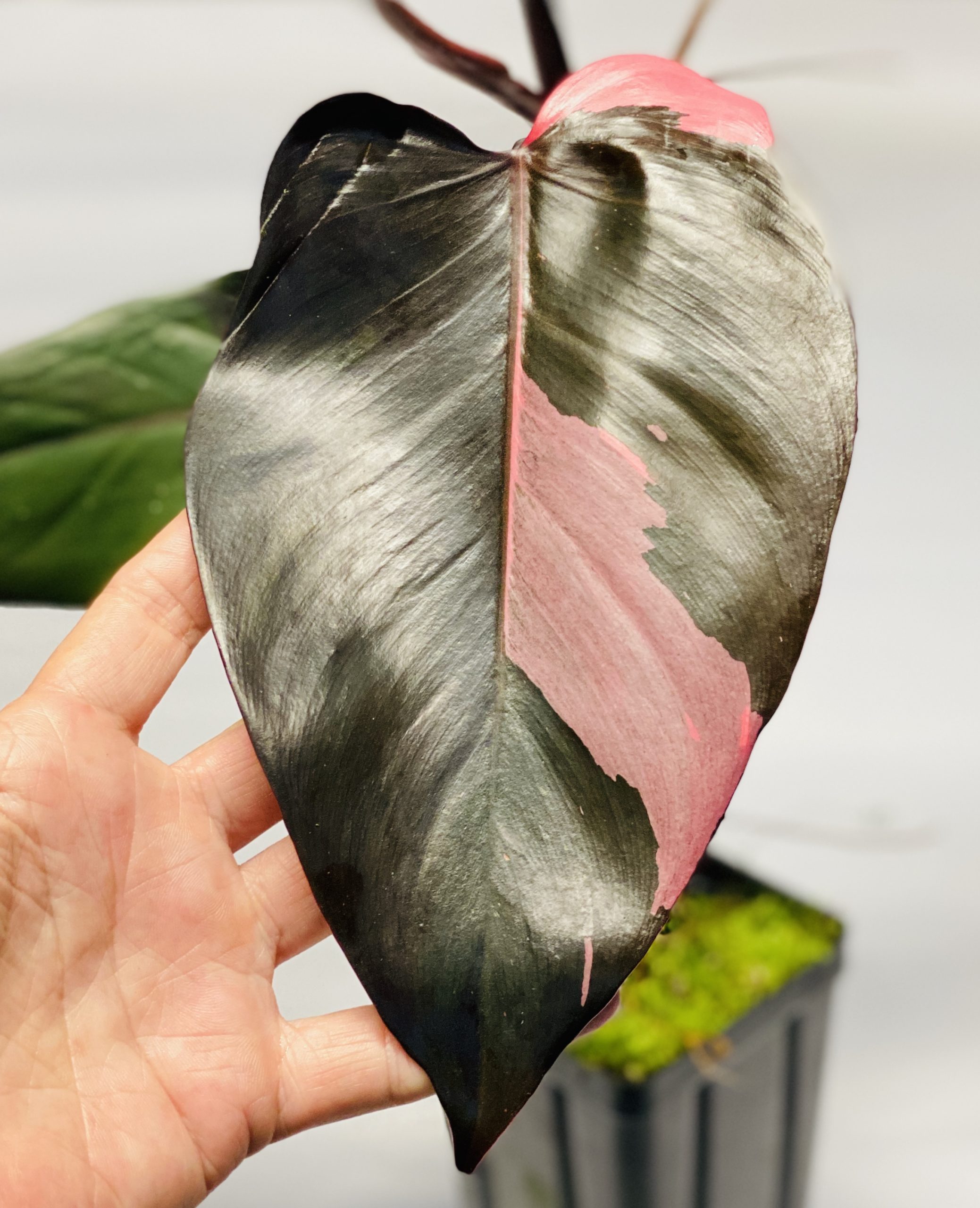 Philodendron 'pink princess' - NSE Tropicals