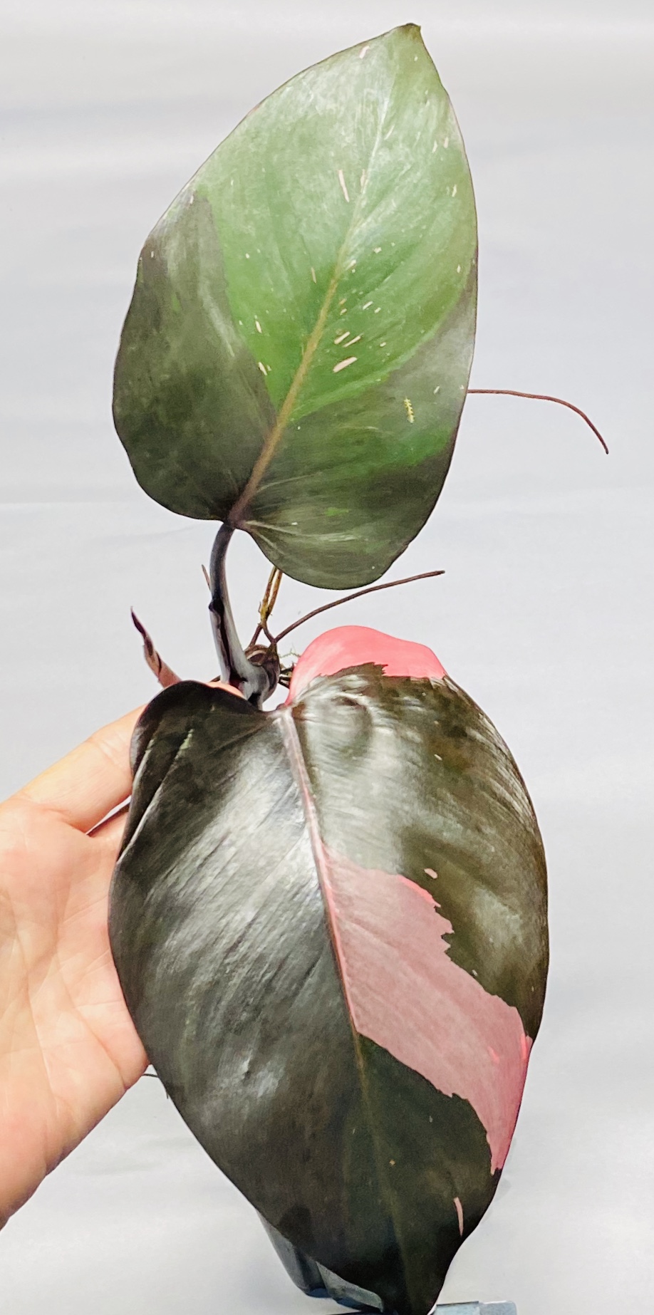 Philodendron 'pink princess' - NSE Tropicals