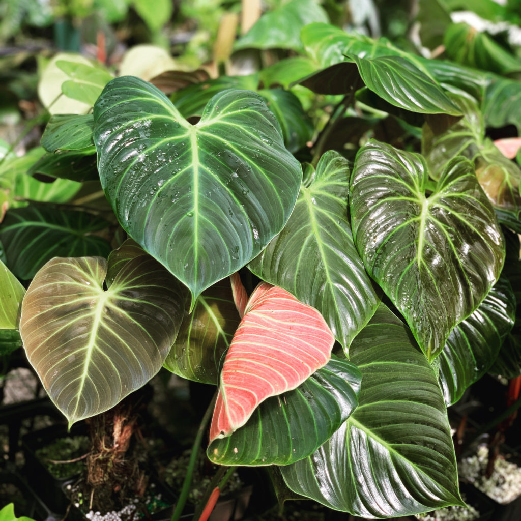 Philodendron rubrijuvenile 'El Choco red' - NSE Tropicals
